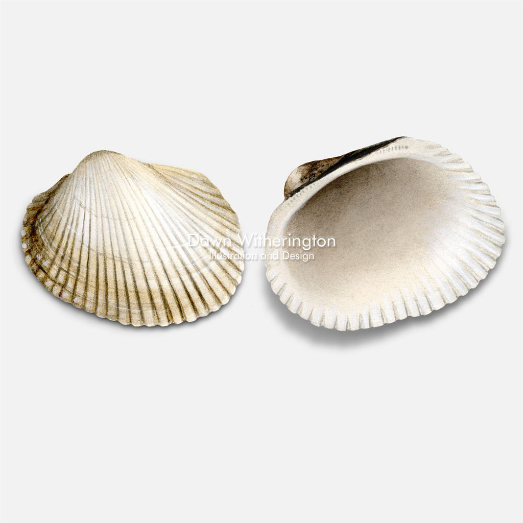 Blood Ark Shells – drawnbydawn