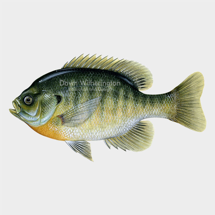 Bluegill – drawnbydawn