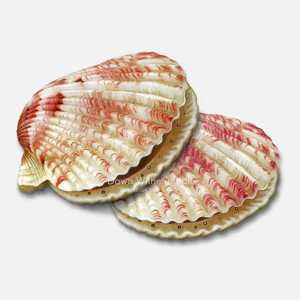 Atlantic Calico Scallops – drawnbydawn