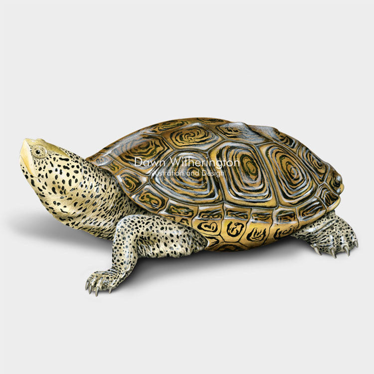 Carolina Diamondback Terrapin – drawnbydawn