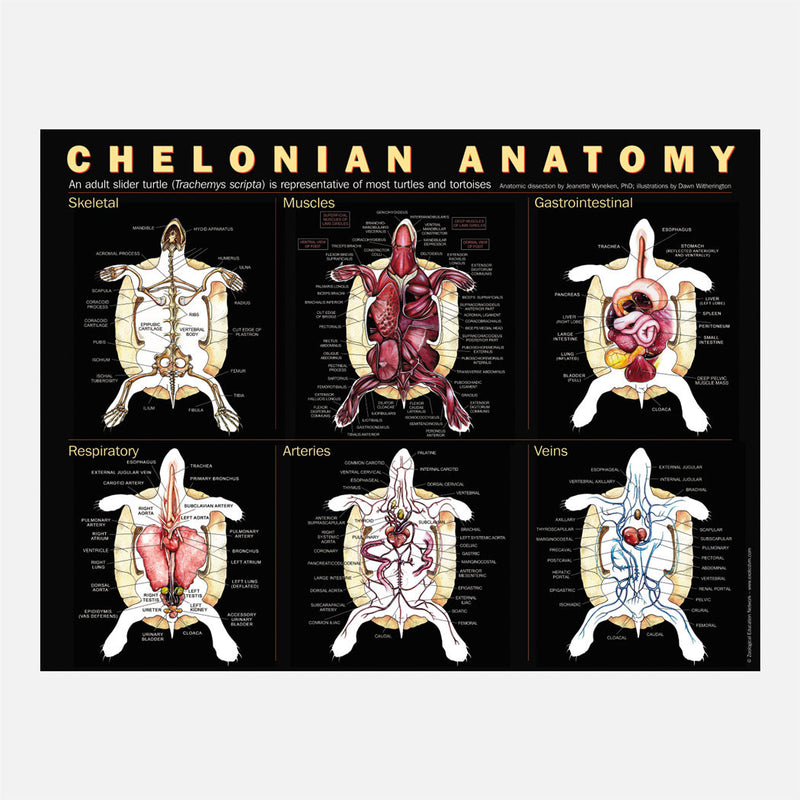 "Chelonian Anatomy" Poster – drawnbydawn