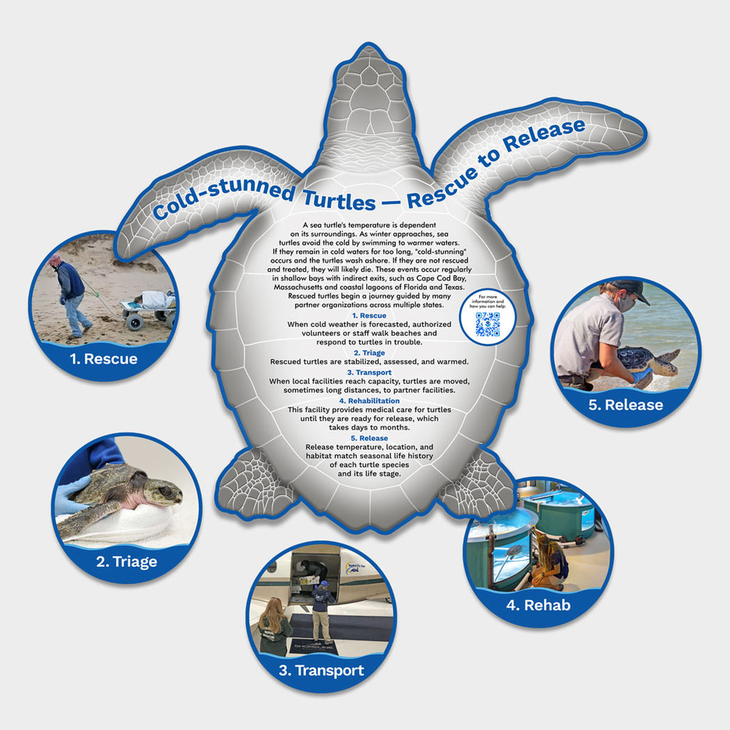 Sea Turtle Cold Stun Display -- NOAA Fisheries – drawnbydawn