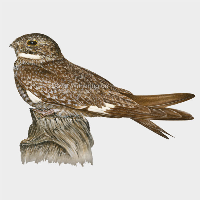 Common Nighthawk – drawnbydawn