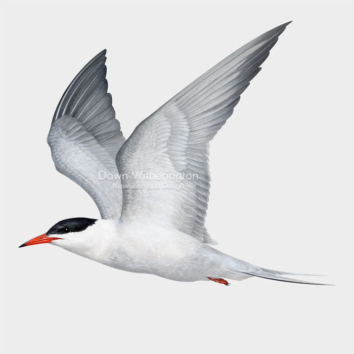 Common Tern in Flight – drawnbydawn