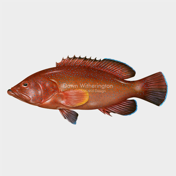 Coney – drawnbydawn