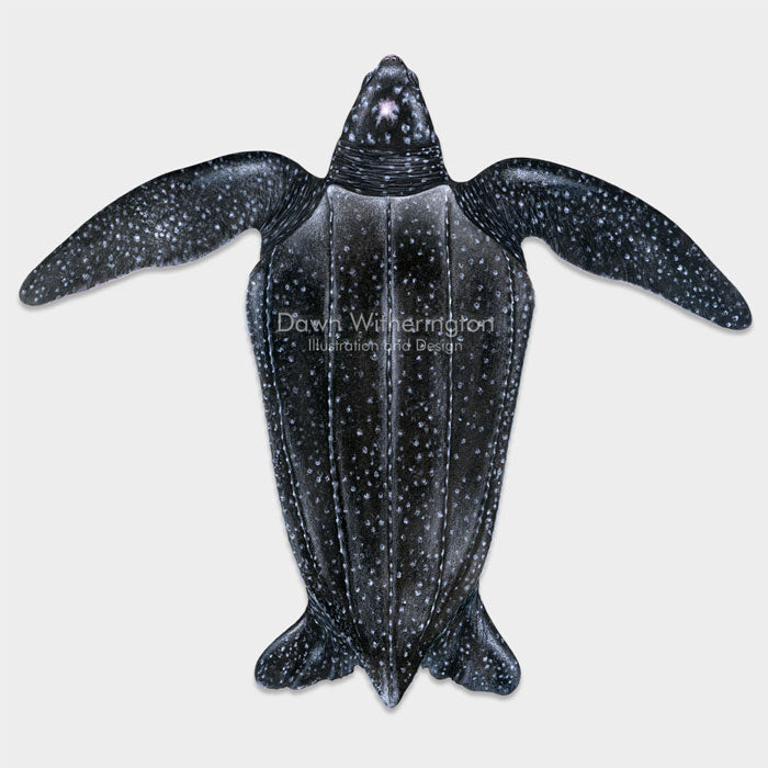 Leatherback Sea Turtle Adult – drawnbydawn