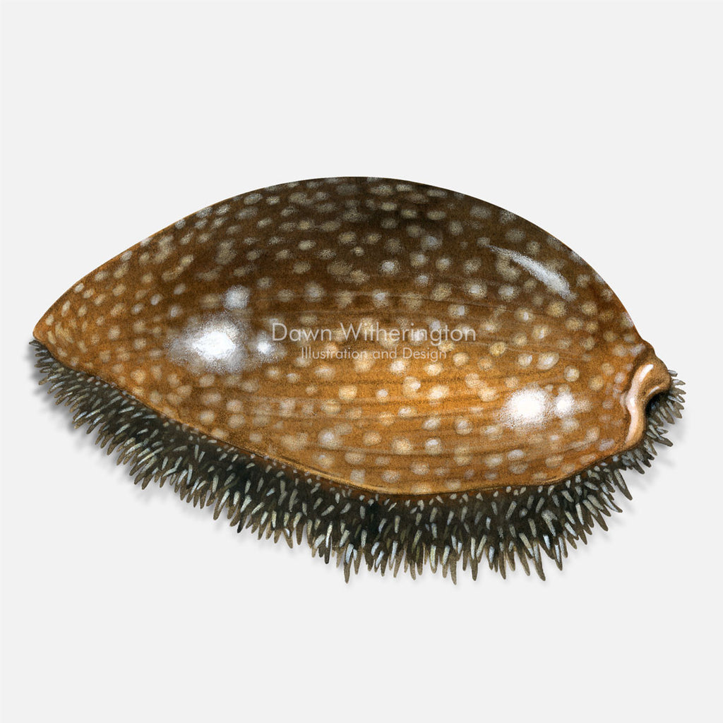 Living Atlantic Deer Cowrie – drawnbydawn