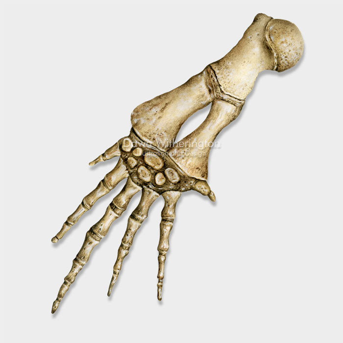 Common Bottlenose Dolphin Flipper Bones – drawnbydawn