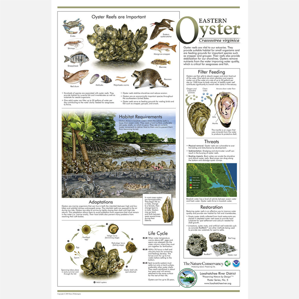 "Eastern Oyster" Poster – drawnbydawn