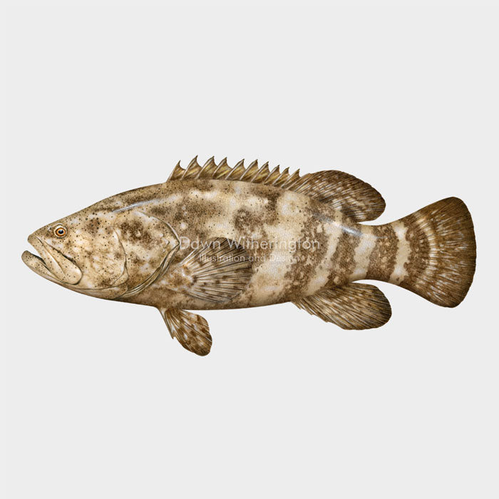 Atlantic Goliath Grouper – drawnbydawn