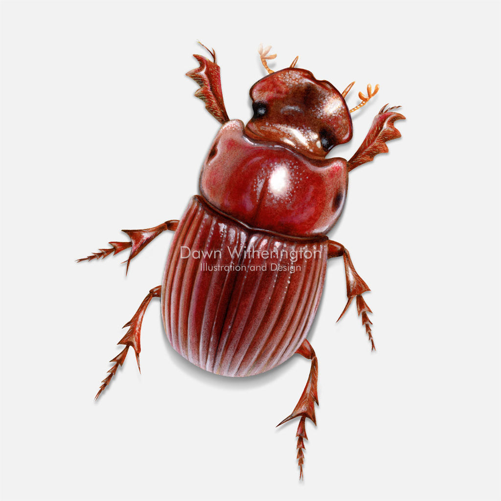 Gopher Tortoise Copris Beetle – drawnbydawn
