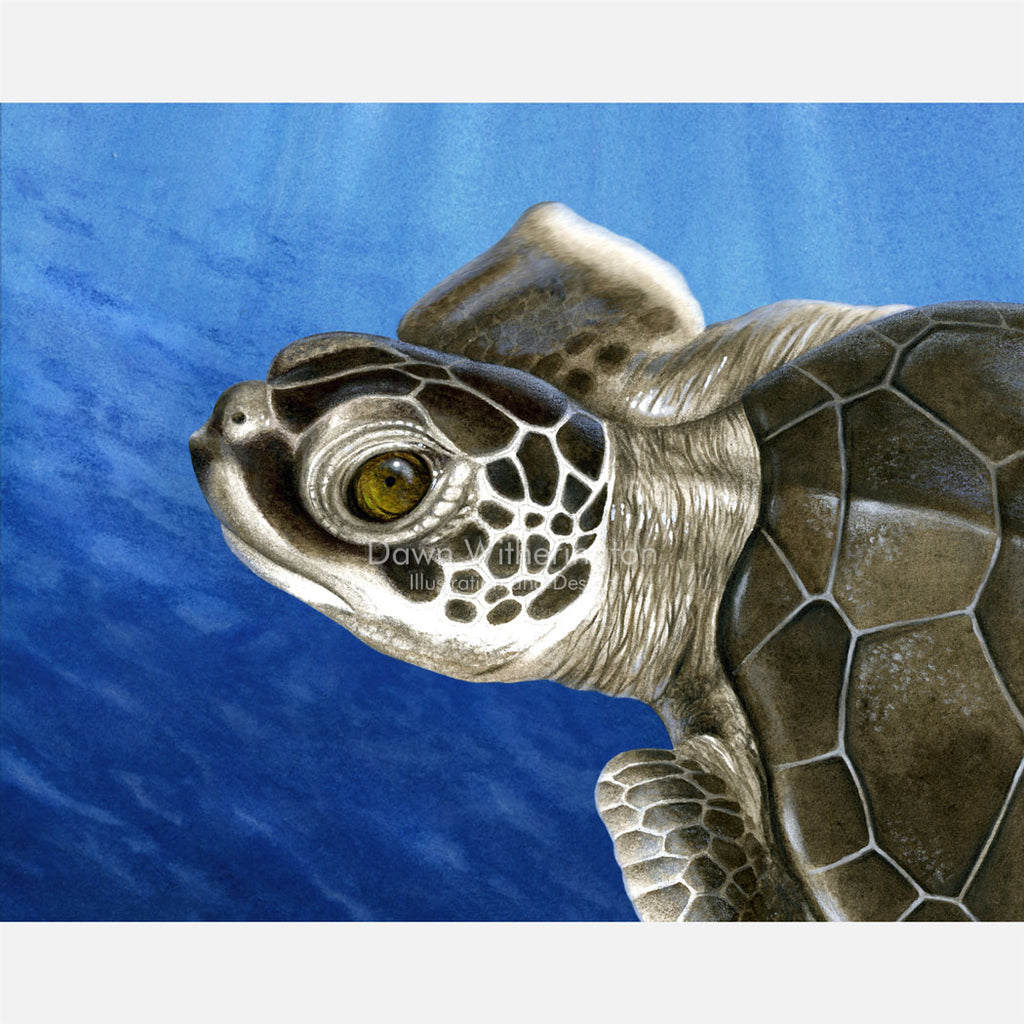 Green Turtle Post-hatchling Sea Turtle – drawnbydawn