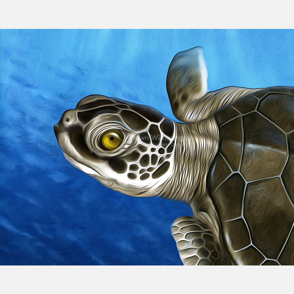 Stylized juvenile green turtle – drawnbydawn
