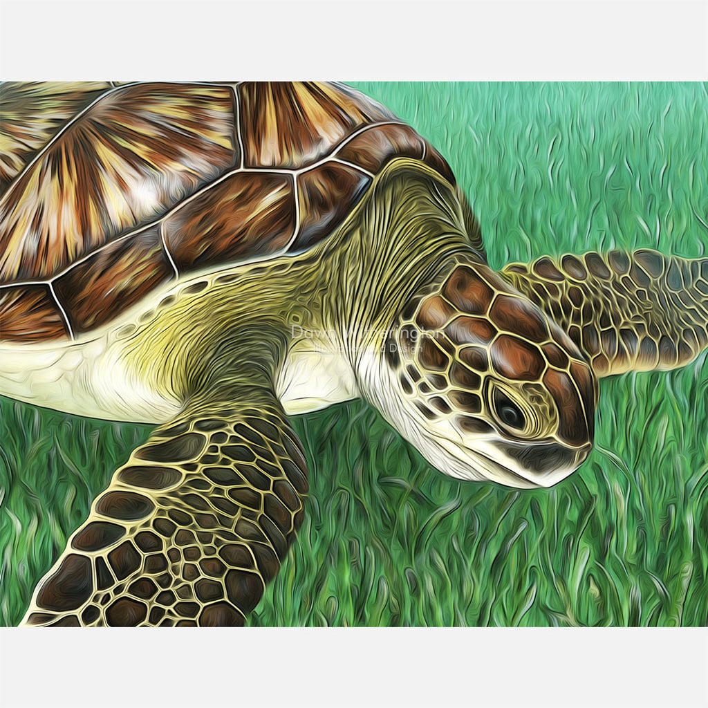 Green turtle juvenile in sargassum graphic – drawnbydawn