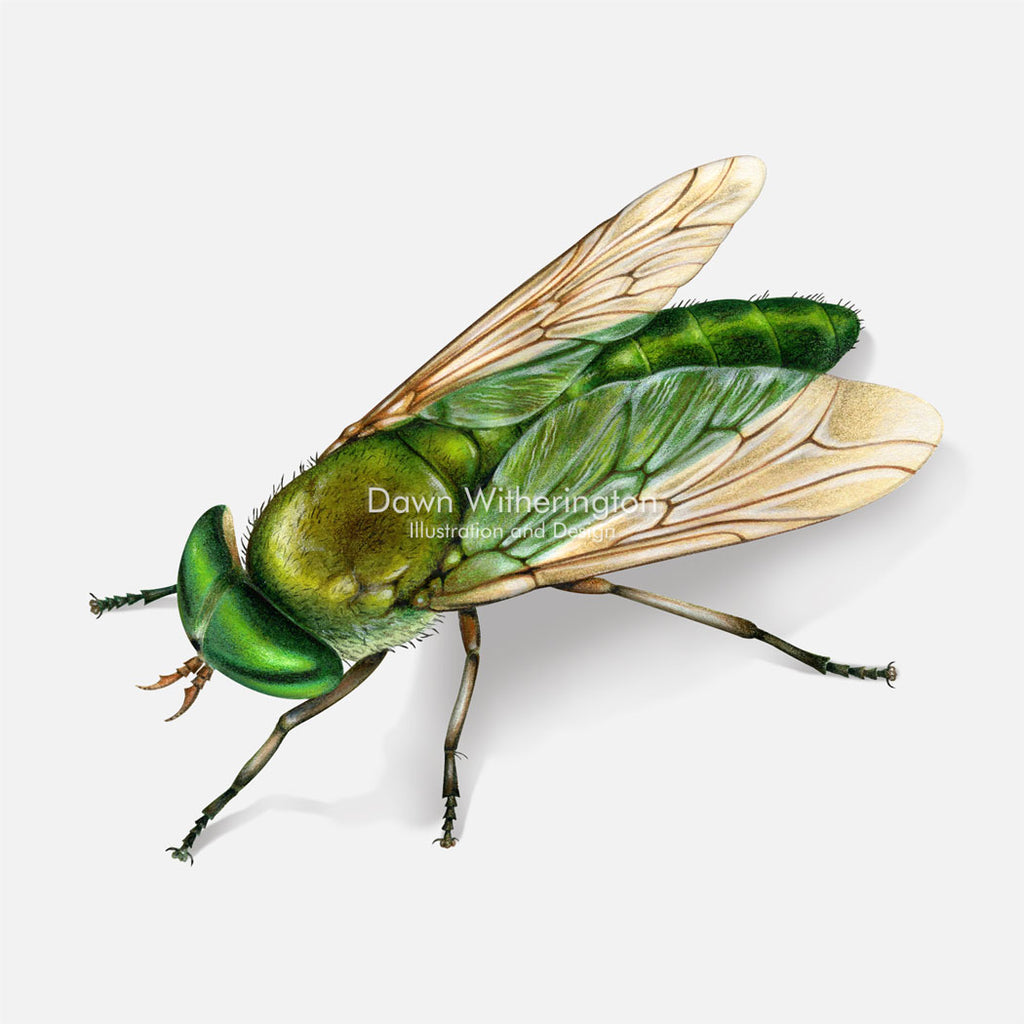 Greenhead Fly – drawnbydawn