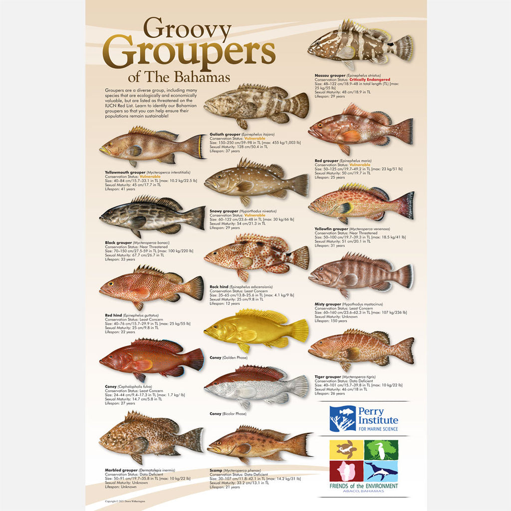 "Groovy Groupers" Poster – drawnbydawn
