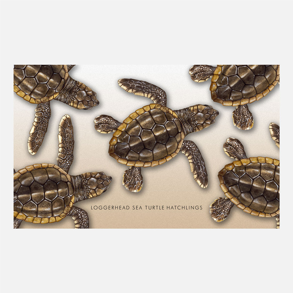 Loggerhead sea turtle hatchlings – drawnbydawn