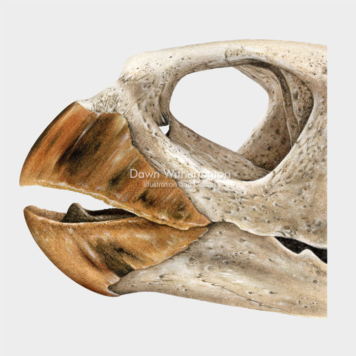 Hawksbill Sea Turtle Skull with Rhamphothecae (Beak) – drawnbydawn