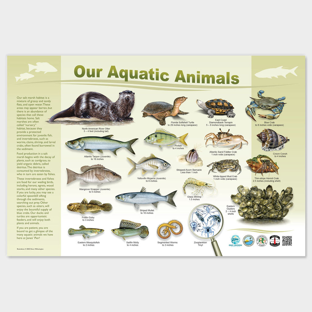 Jones' Pier "Our Aquatic Animals" Display Panel – drawnbydawn