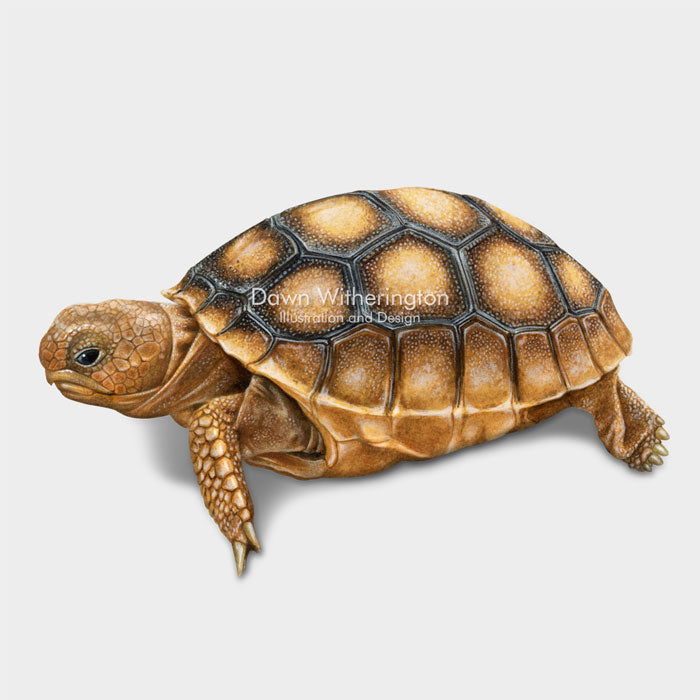 Gopher Tortoise Juvenile – drawnbydawn