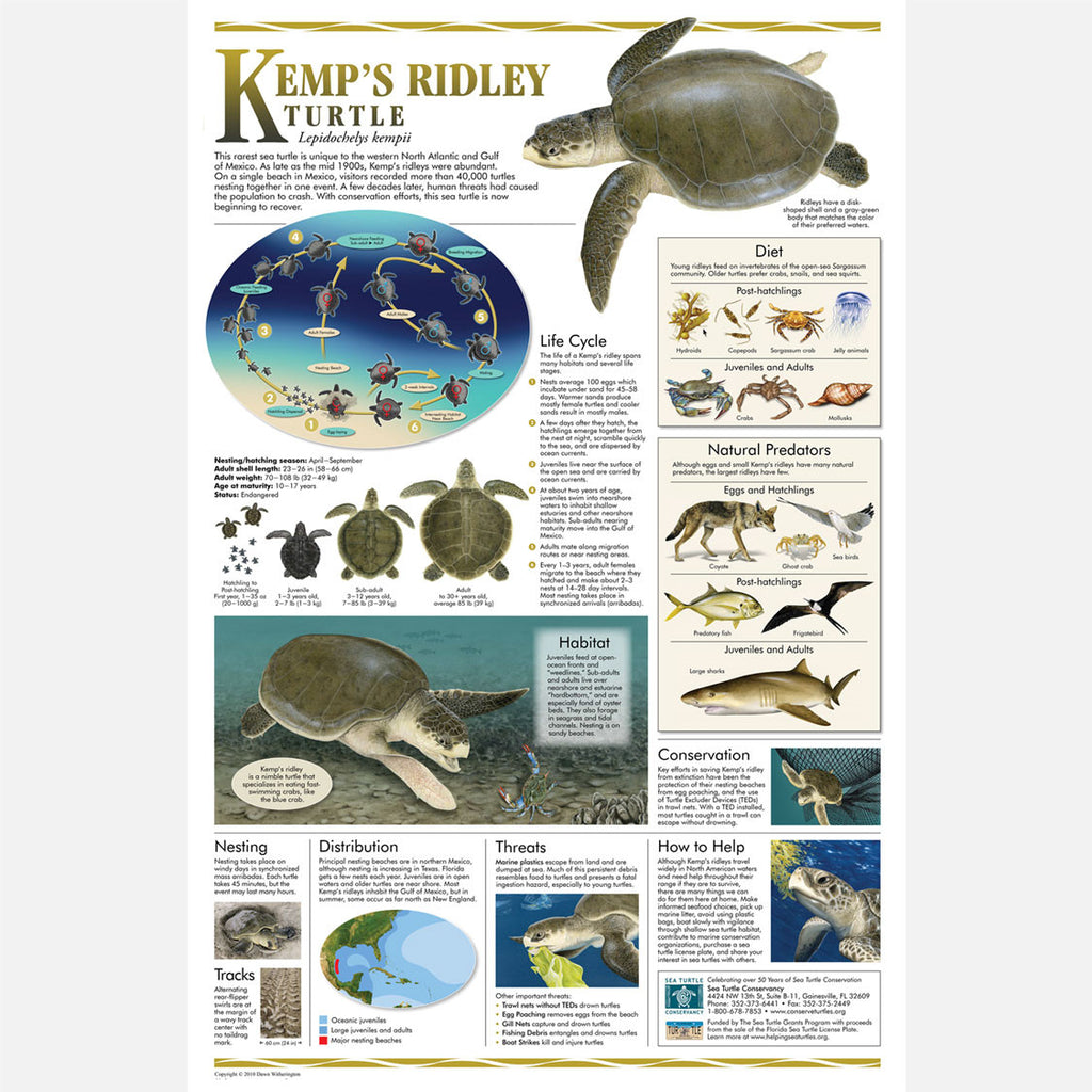 "Kemp's Ridley Sea Turtle" Poster – drawnbydawn