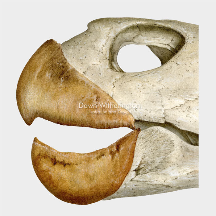 Kemp's Ridley Sea Turtle Skull with Rhamphothecae (Beak) – drawnbydawn