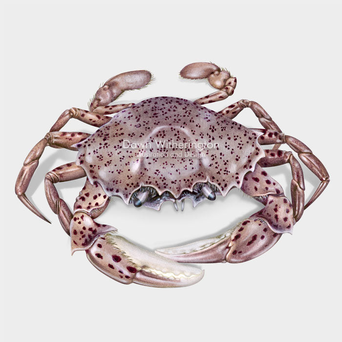 Lady Crab – drawnbydawn
