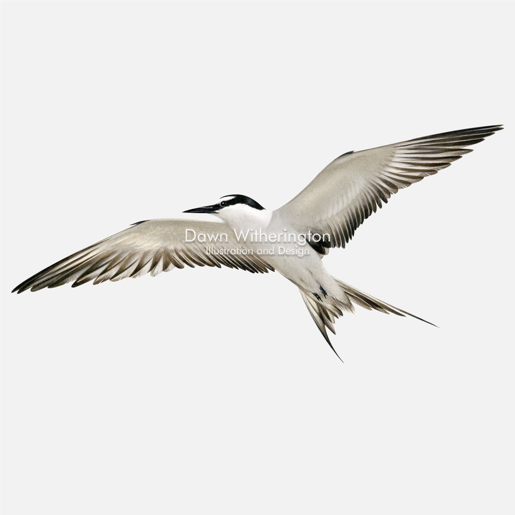 Bridled Tern in Flight – drawnbydawn