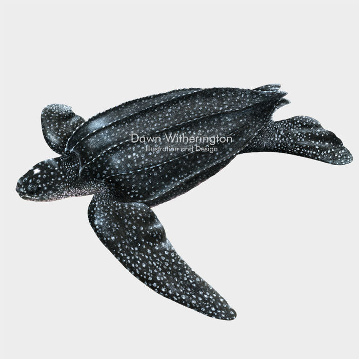 Leatherback Sea Turtle Adult – drawnbydawn