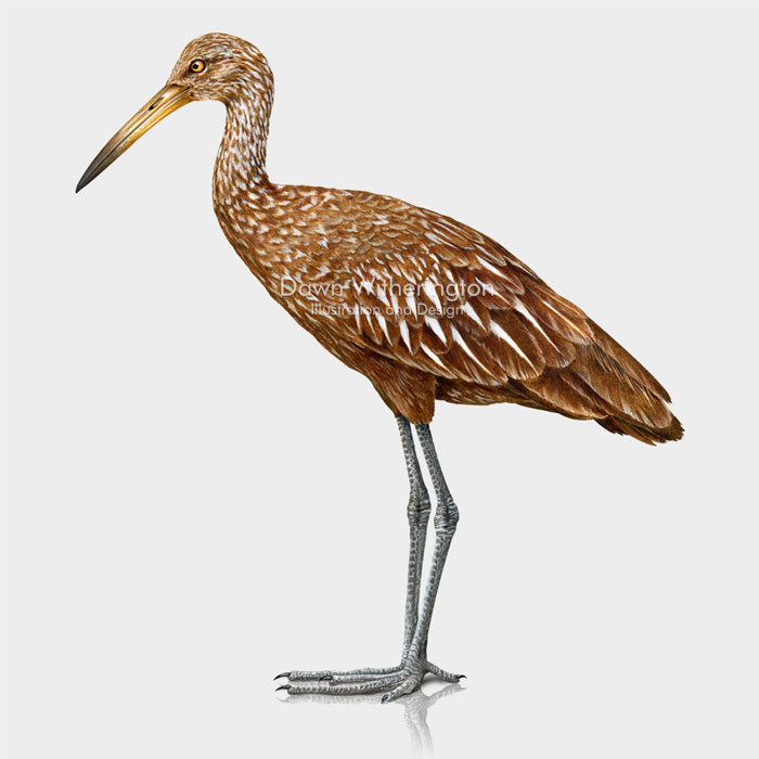 Limpkin – drawnbydawn