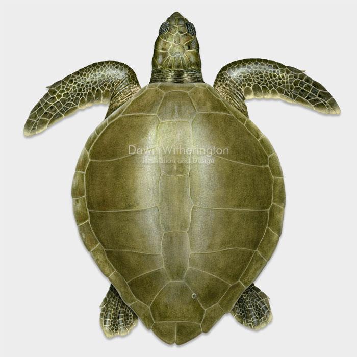 Olive Ridley Sea Turtle Adult – drawnbydawn