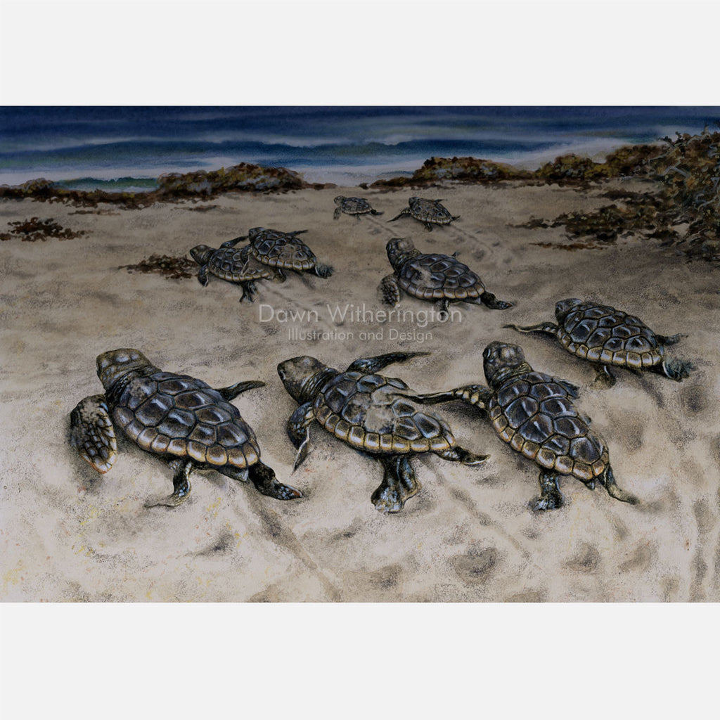 Loggerhead Sea Turtle Hatchlings – drawnbydawn