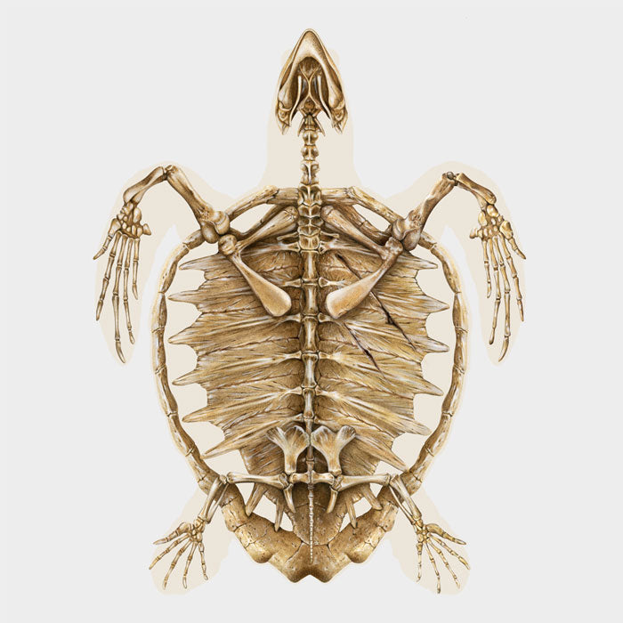 Sea turtle anatomy -- skeletal system – drawnbydawn