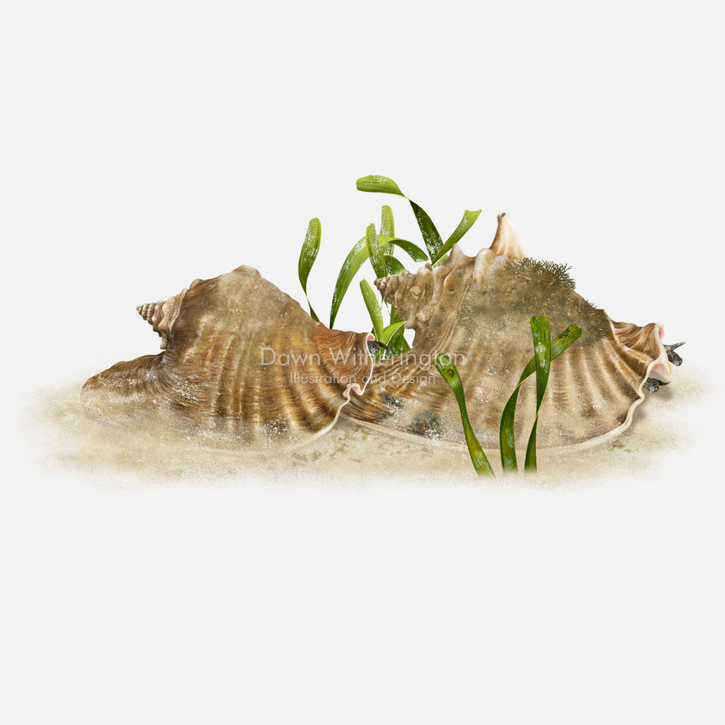 Mating Pair of Queen Conchs – drawnbydawn