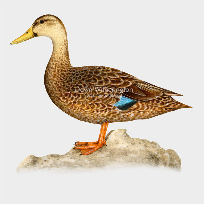 Mottled Duck – drawnbydawn