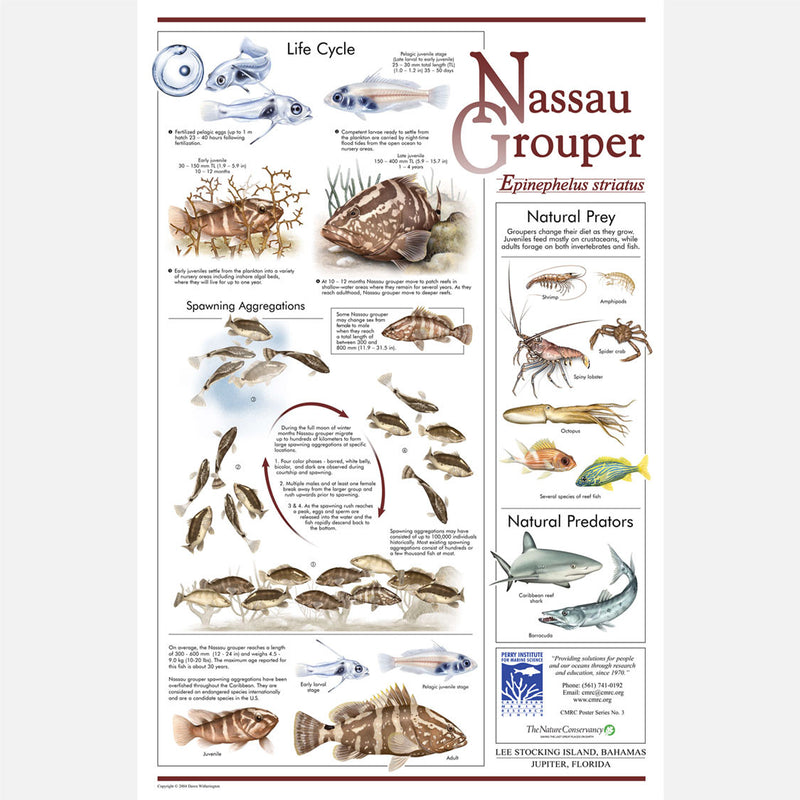 Nassau Grouper poster – drawnbydawn