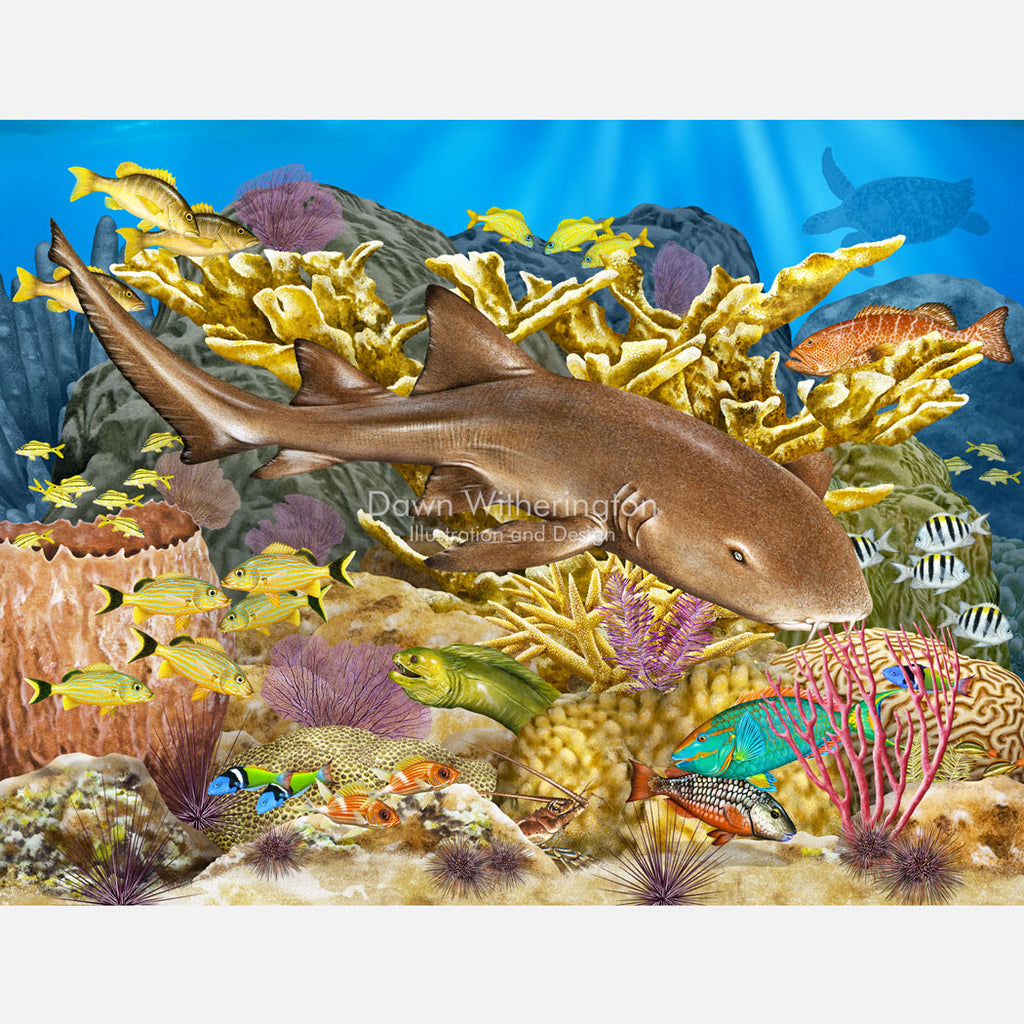 Nurse Shark in Coral Reef Habitat – drawnbydawn