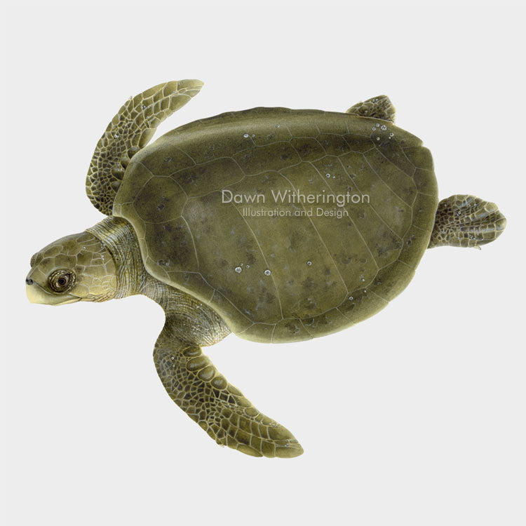 Olive ridley Sea Turtle Adult – drawnbydawn