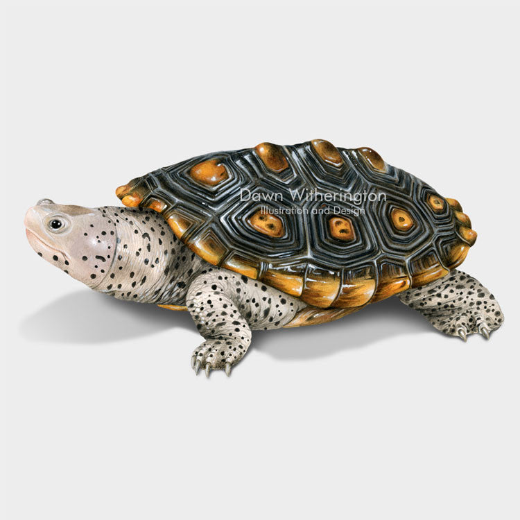 Ornate Diamondback Terrapin – drawnbydawn