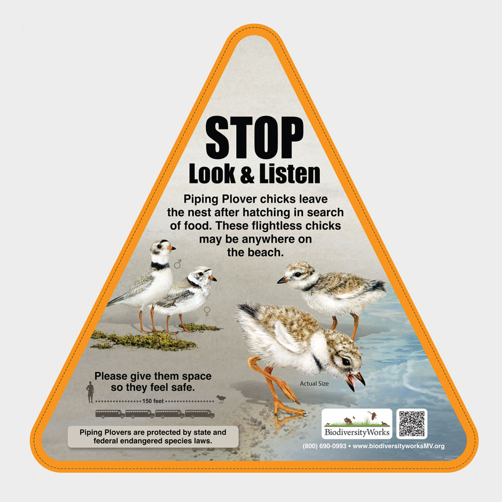 "Stop Look & Listen" Piping Plover Signage – drawnbydawn