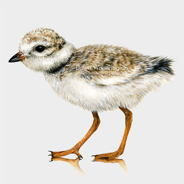 Piping Plover Chick – drawnbydawn
