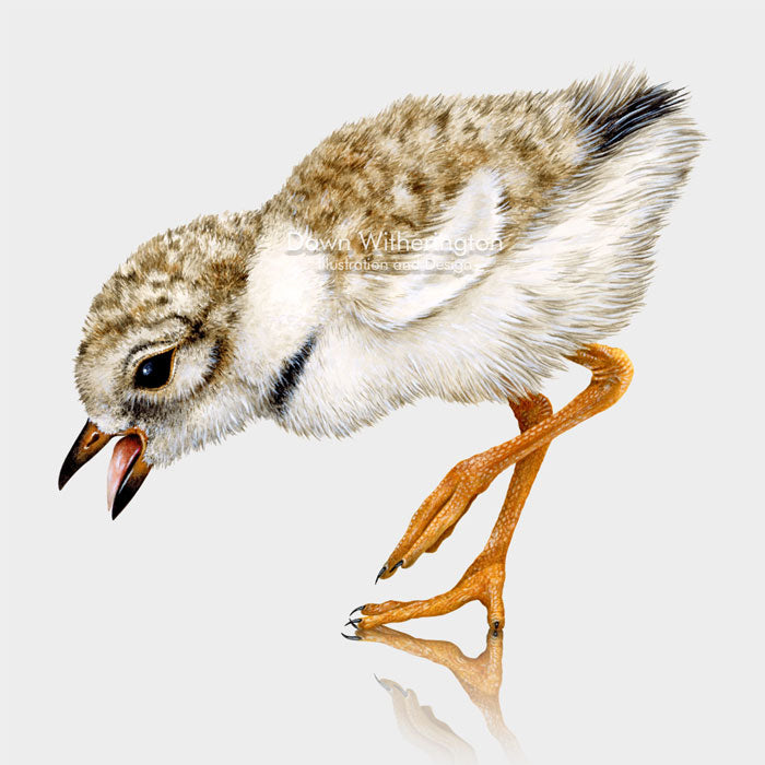 Piping Plover Chick – drawnbydawn
