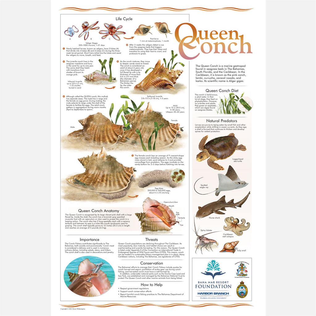 "Queen Conch" Poster – drawnbydawn