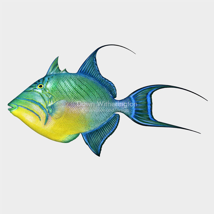 Queen Triggerfish – drawnbydawn