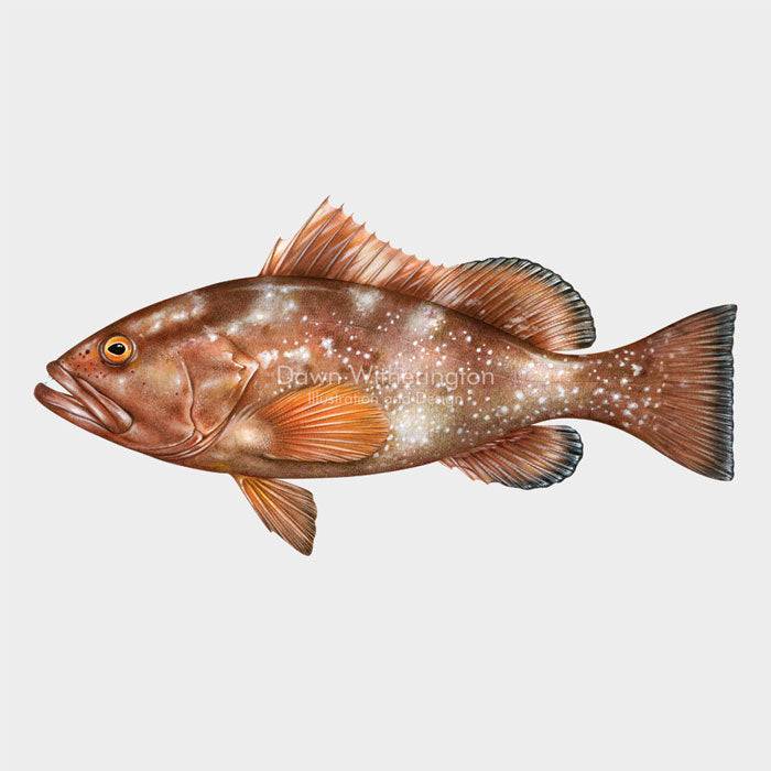Red Grouper – drawnbydawn