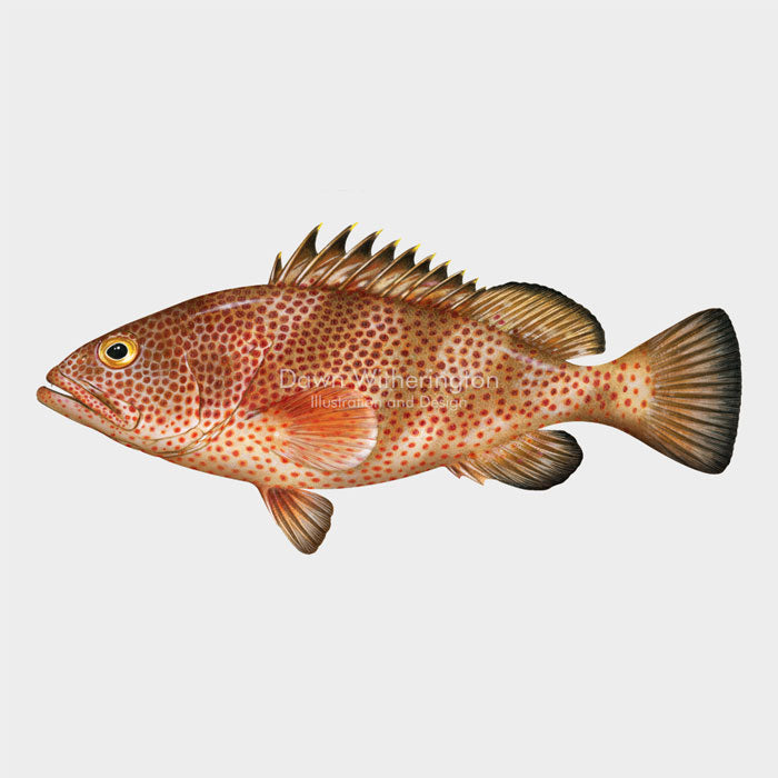 Red Hind – drawnbydawn