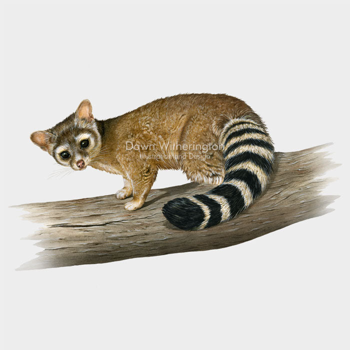 Ringtail Katt Tegning