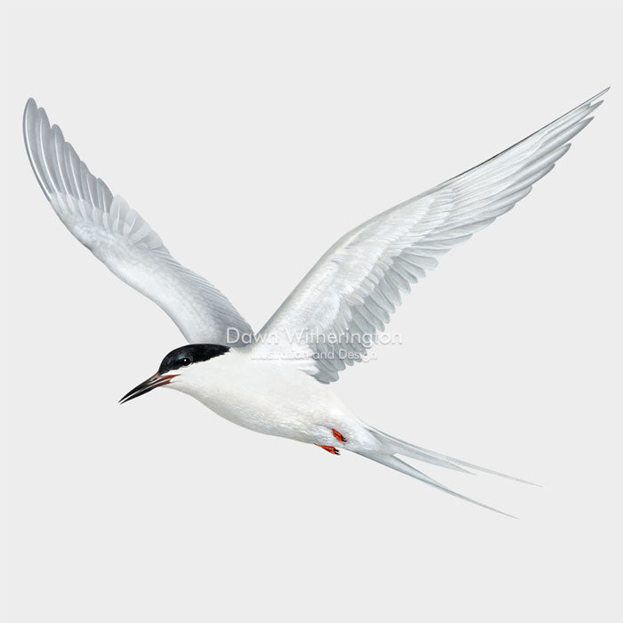 Roseate Tern in Flight – drawnbydawn