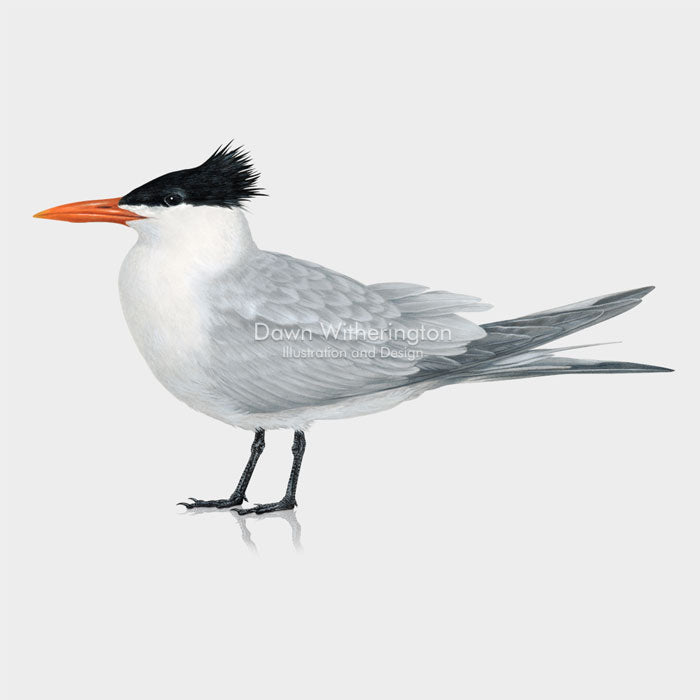 Royal Tern – drawnbydawn