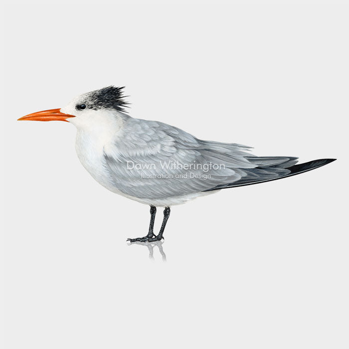 Royal Tern – drawnbydawn